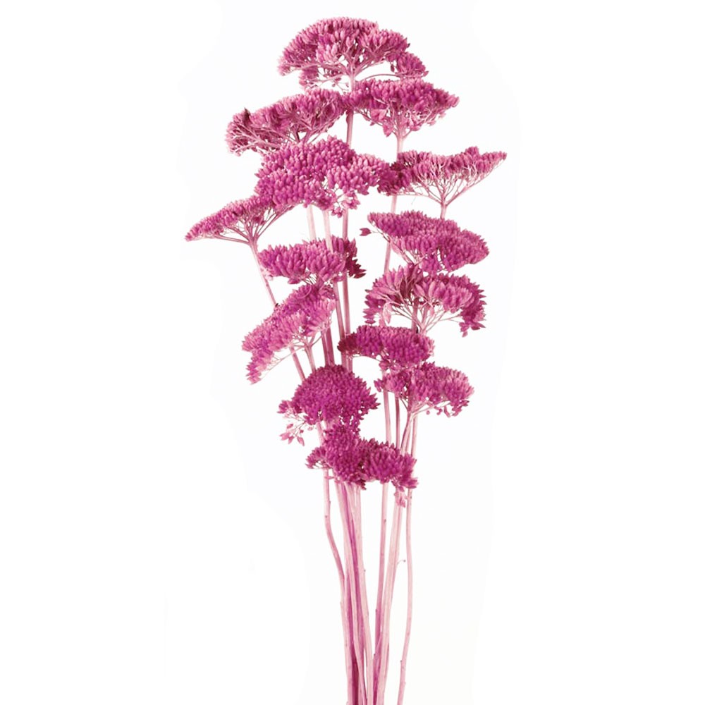 Achillea Filipendulina - Purple (100g) — Corsage Creations