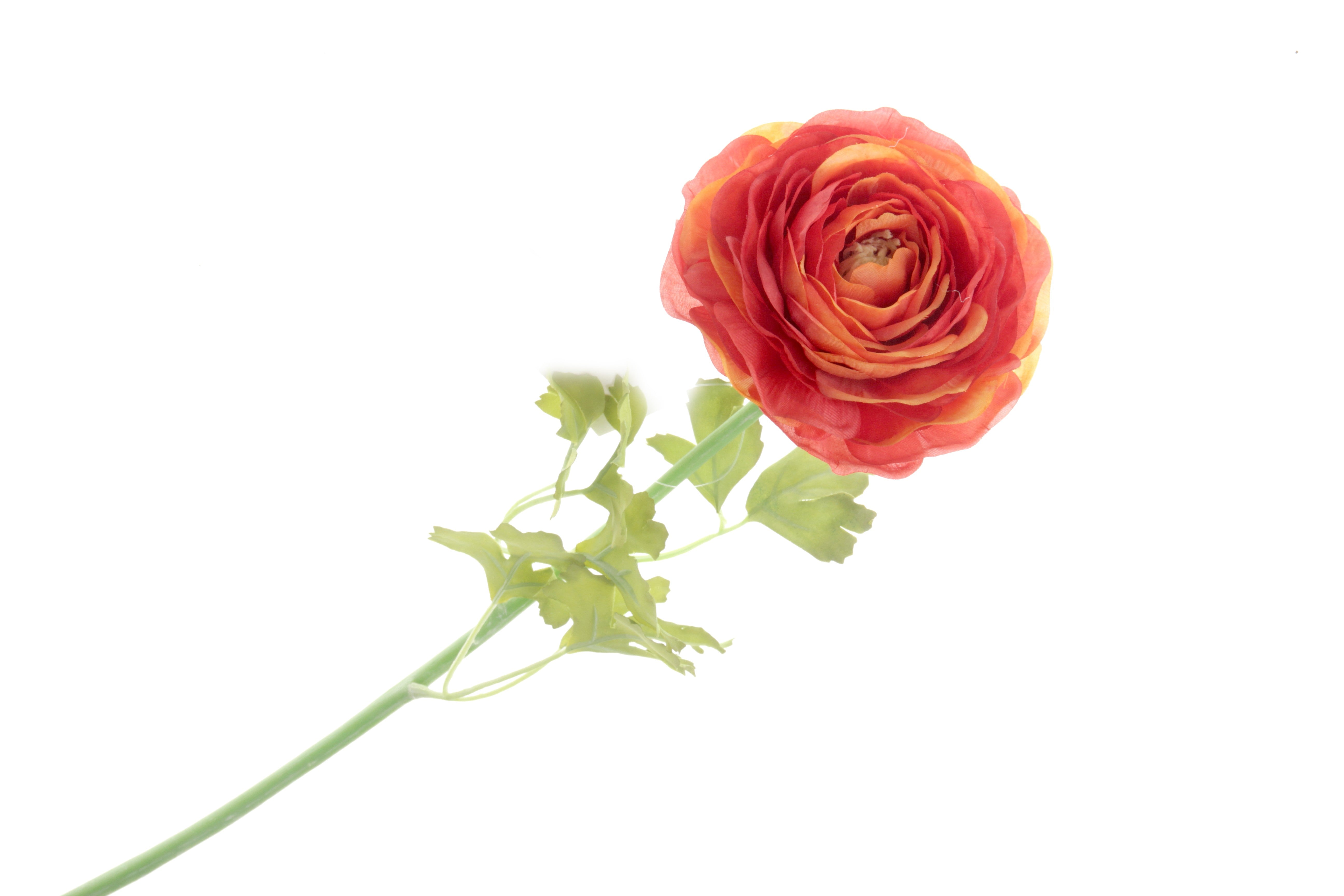 Single Ranunculus - Orange/Red (60cm long) — Corsage Creations