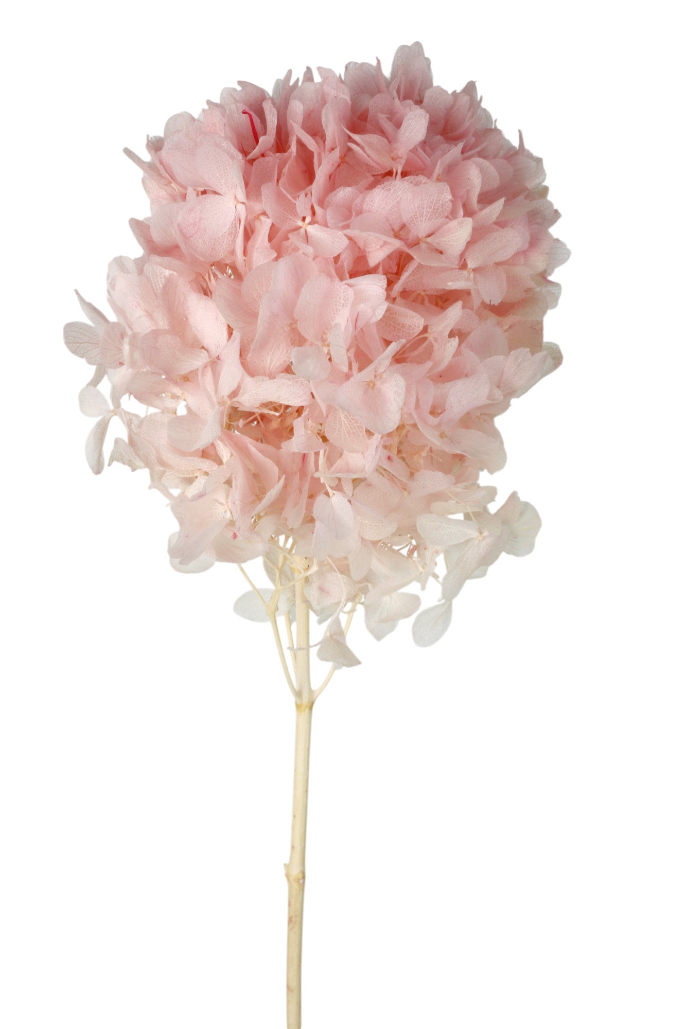 Preserved Panicle Hydrangea - Pink (50cm long) — Corsage Creations