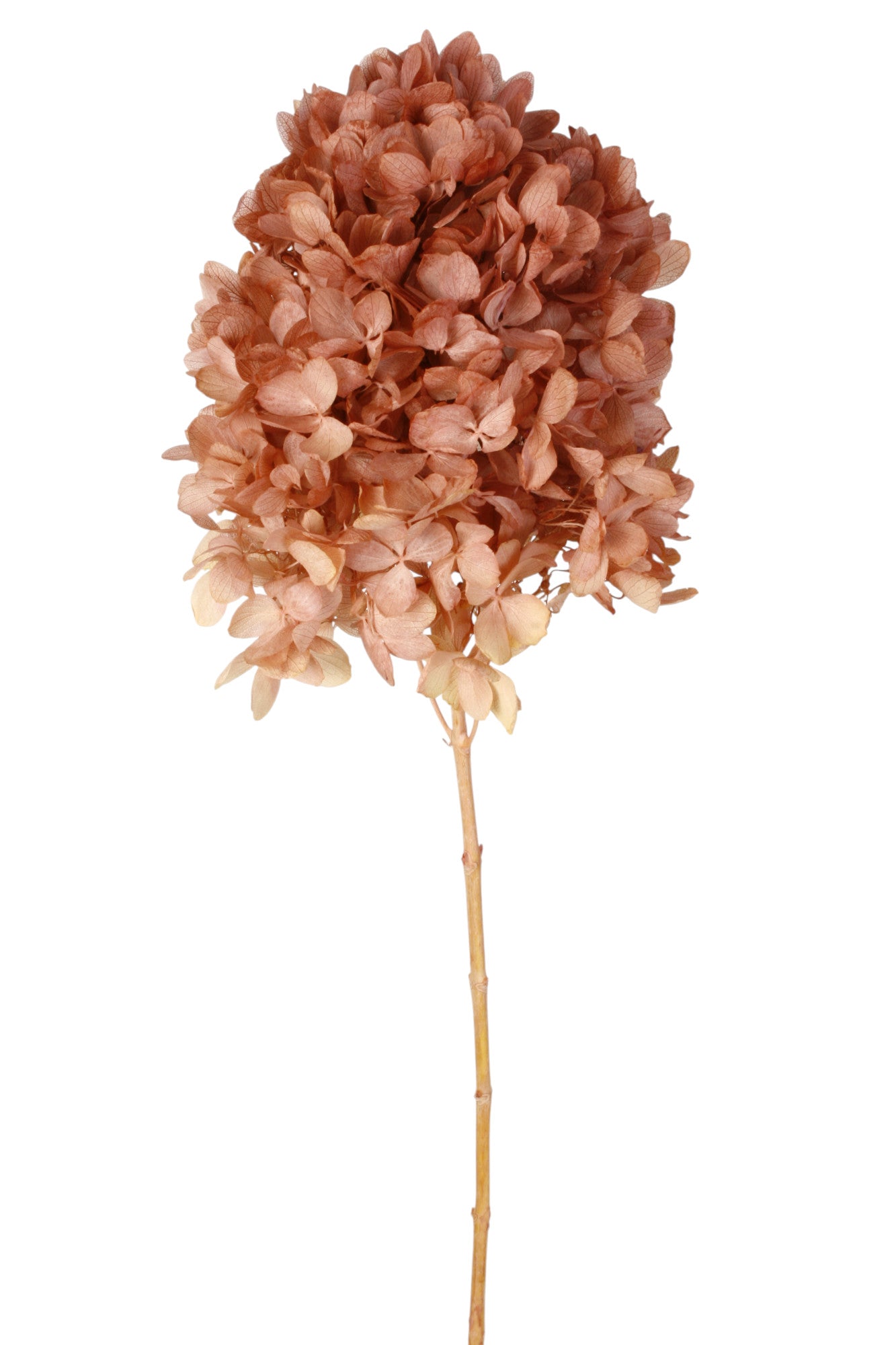 Preserved Panicle Hydrangea - Beauty (50cm long) - Corsage Creations