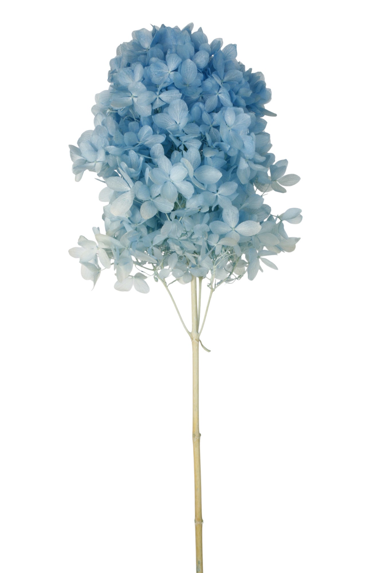 Preserved Panicle Hydrangea - Blue (50cm long) - Corsage Creations