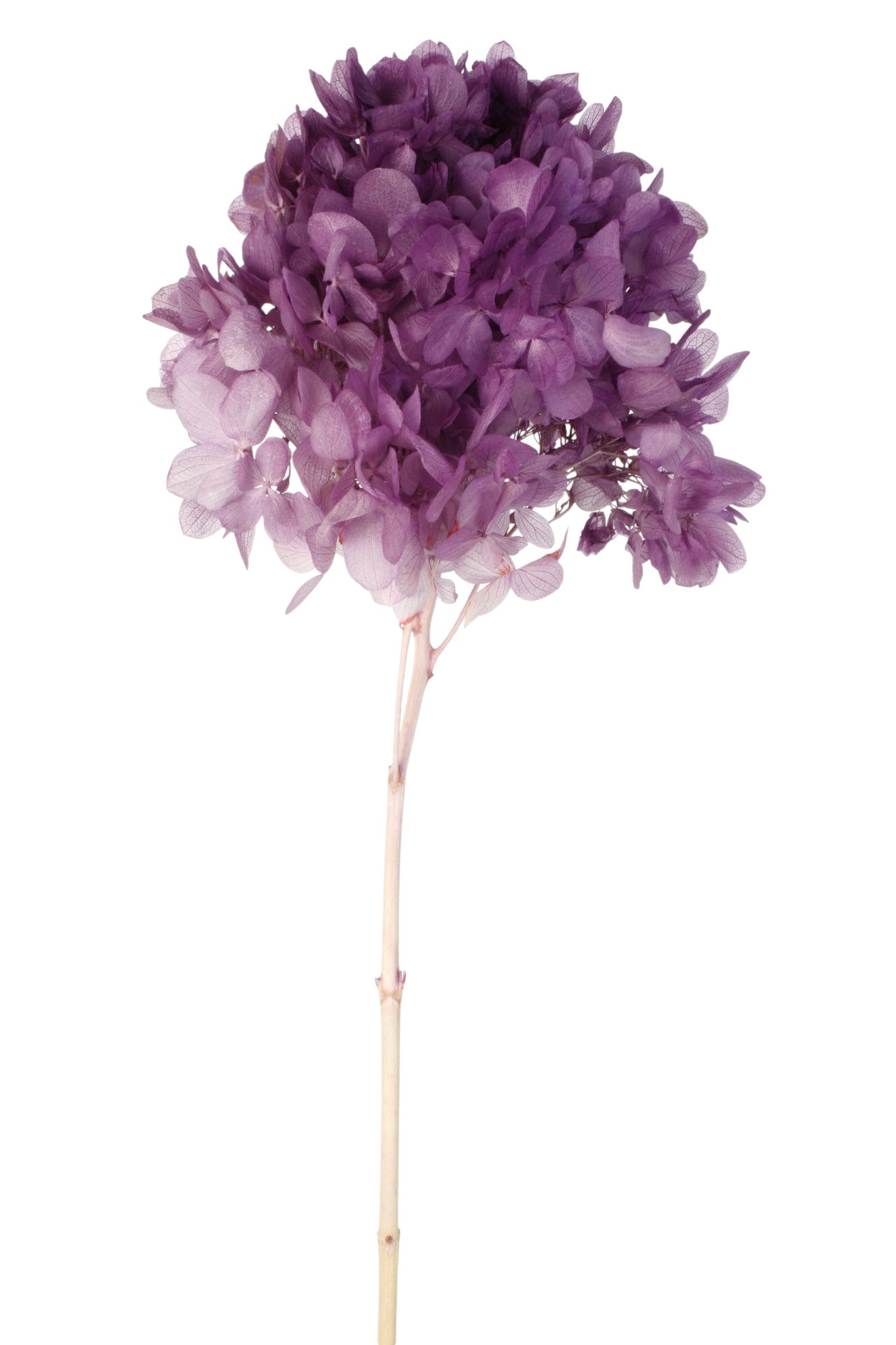 Preserved Panicle Hydrangea - Purple (50cm long) - Corsage Creations