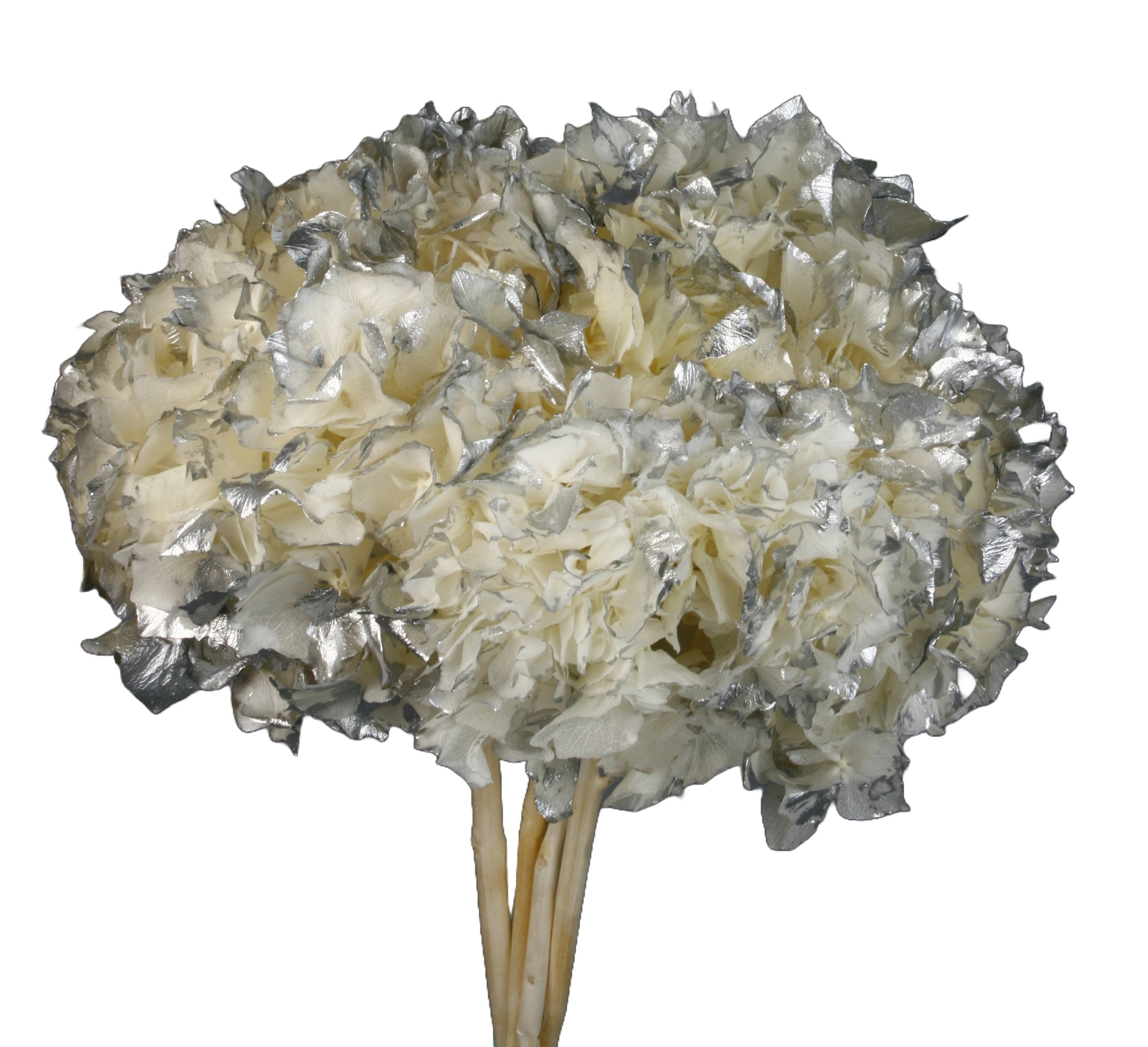Preserved Hydrangeas - White with Silver (approx. 35cm long) - Corsage ...