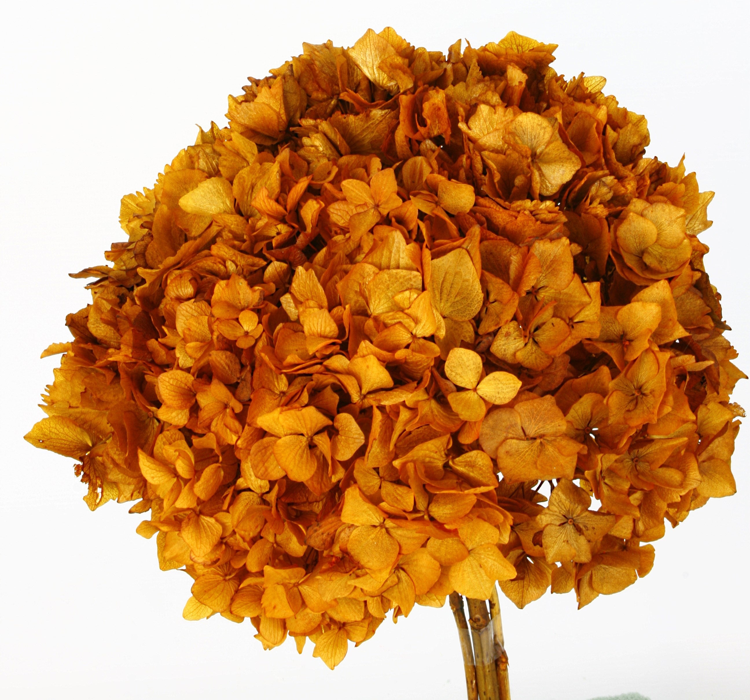Preserved Hydrangeas - Dark Orange (approx. 35cm long) — Corsage Creations
