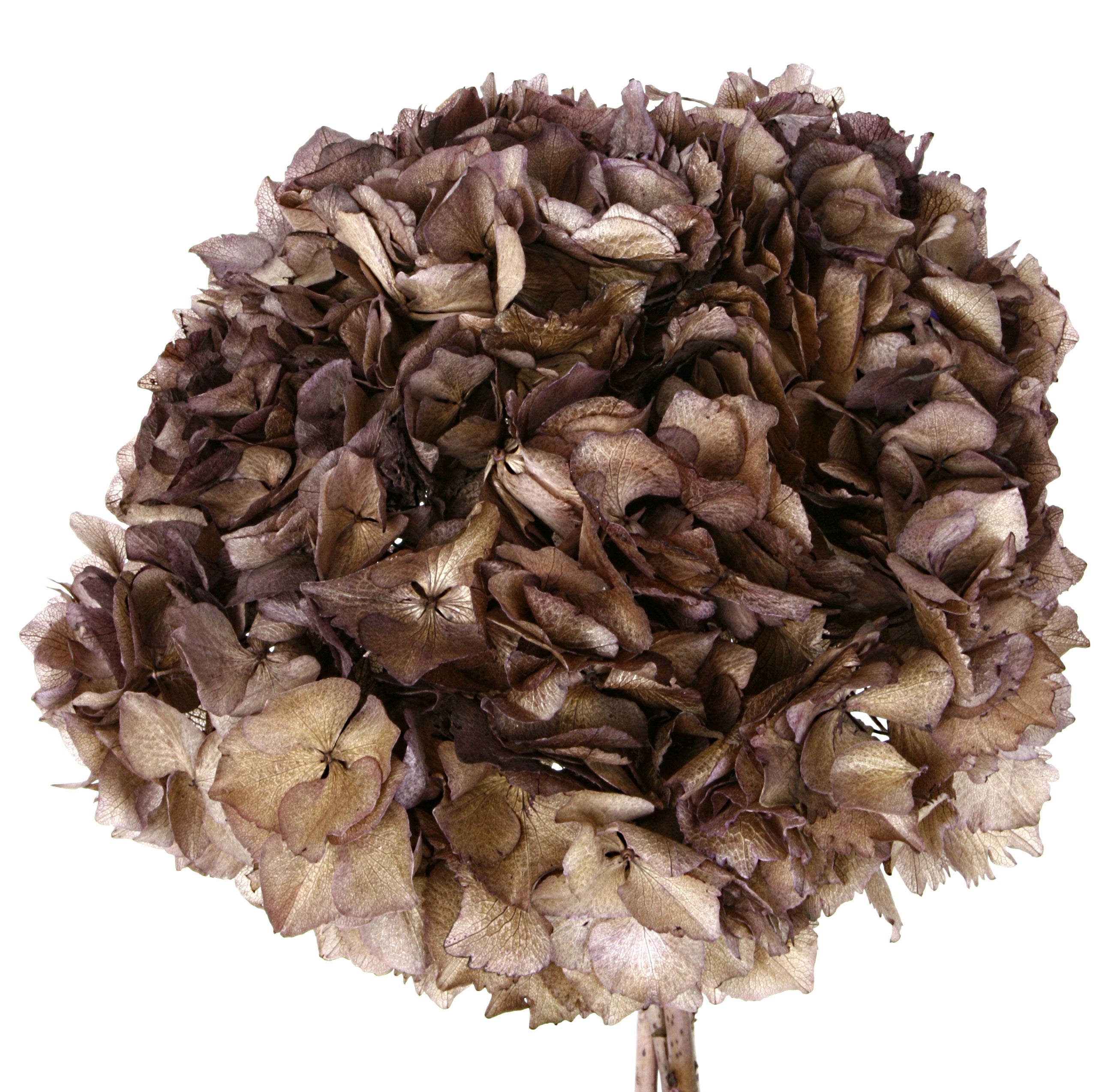 Preserved Hydrangeas - Taupe (approx. 35cm long) - Corsage Creations